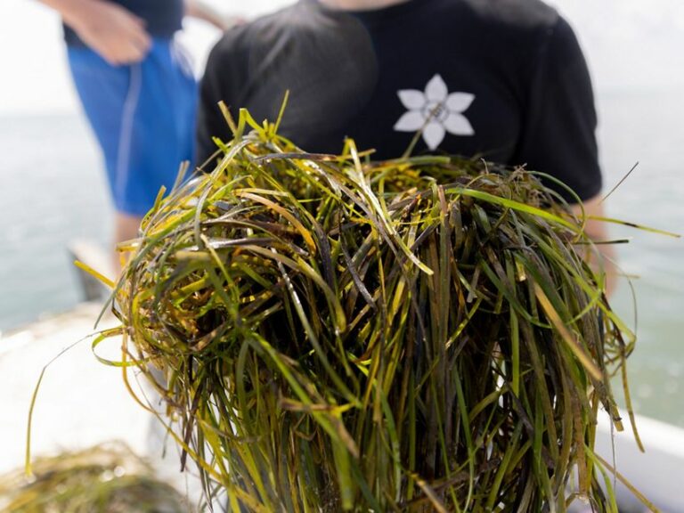 Volunteer: TNC Eelgrass Seed Collection – Eastern Shore Master Naturalists
